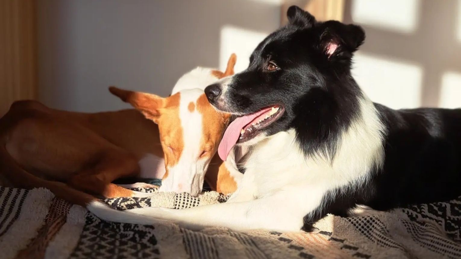 Psi raj? W Rzeszowie otwarto pierwsze takie miejsce dla czworonogów